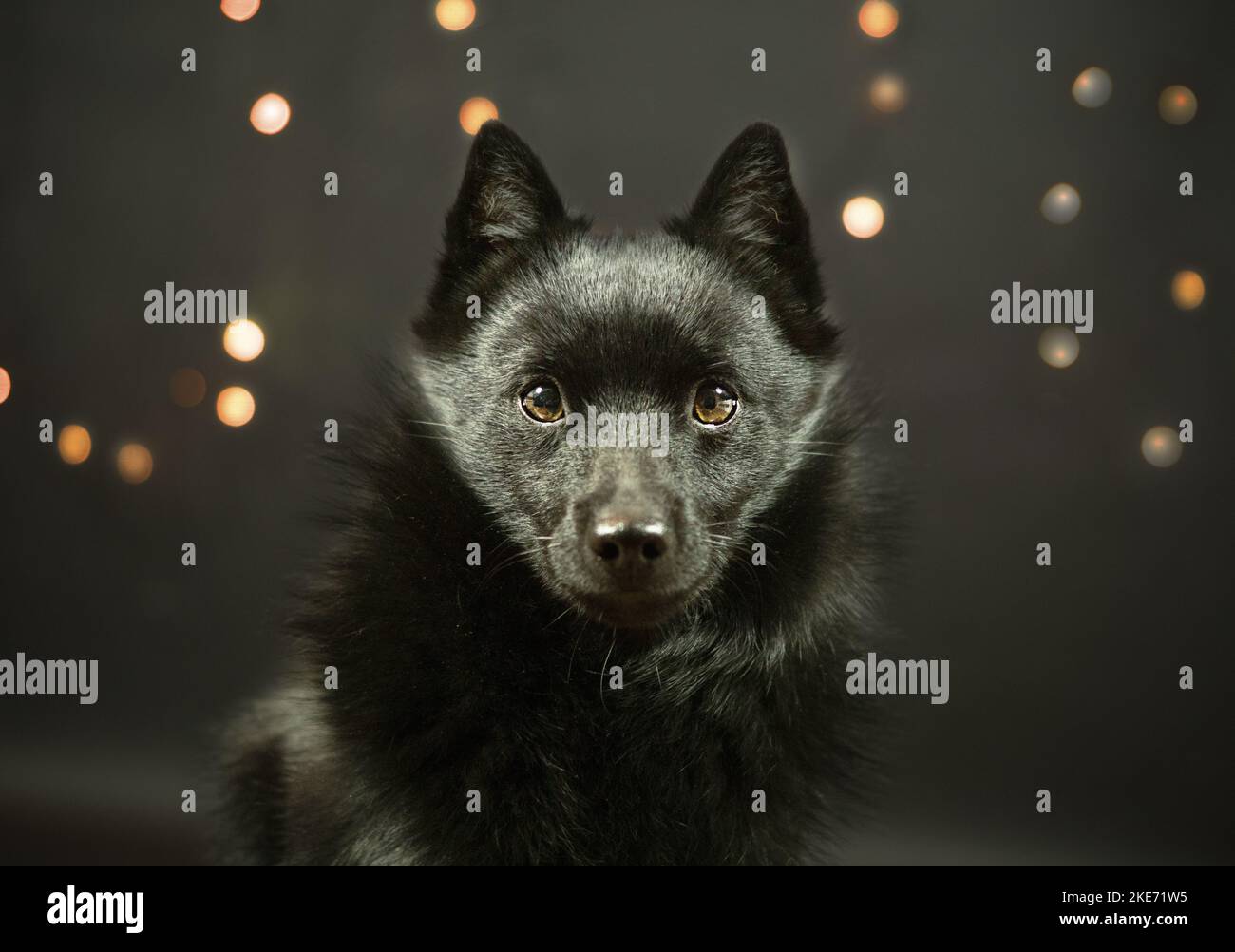 Schipperke portrait hi-res stock photography and images - Alamy