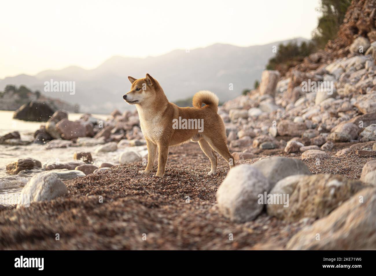 Shiba side profile hi-res stock photography and images - Alamy