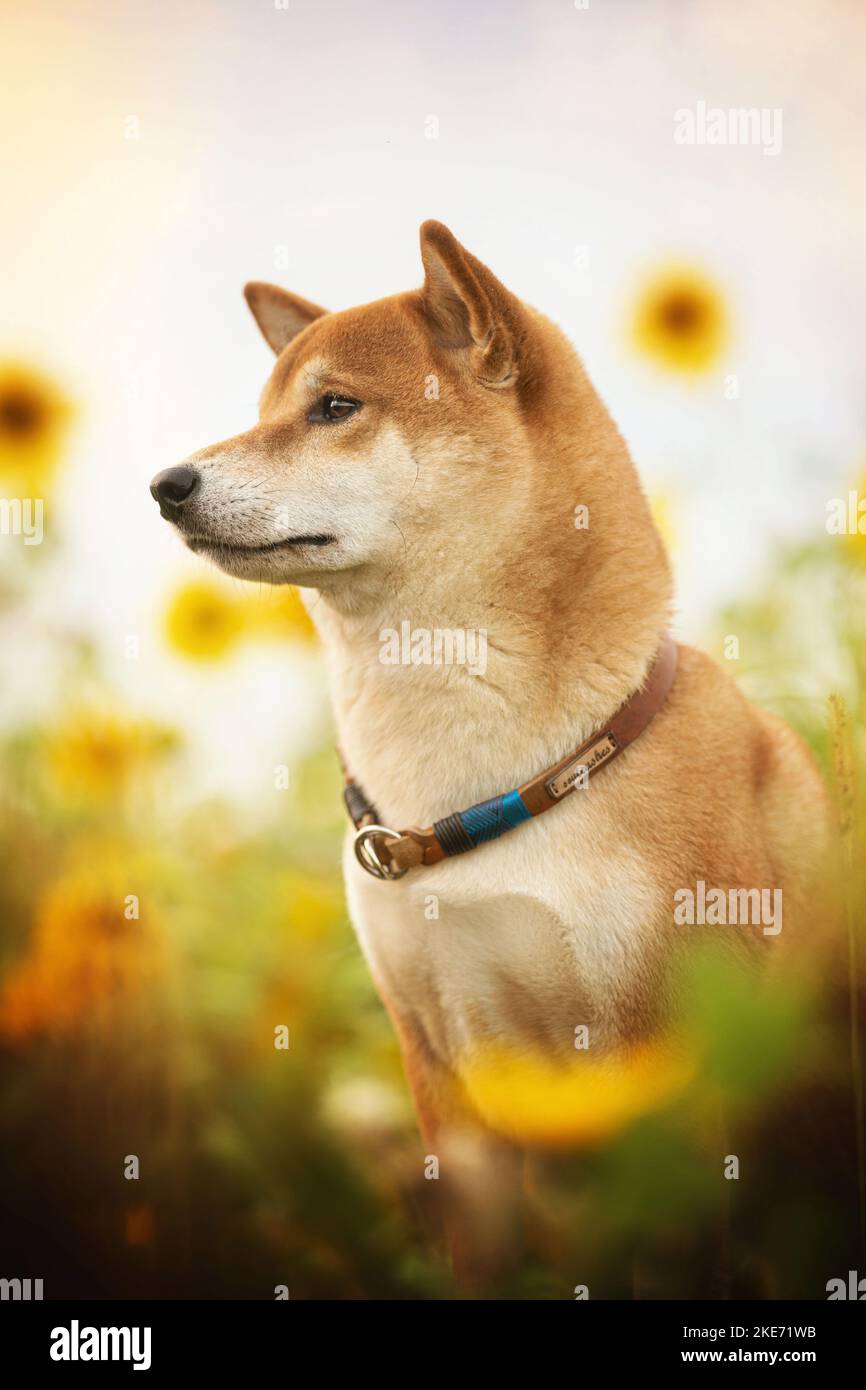 Shiba Inu Portrait Stock Photo - Alamy