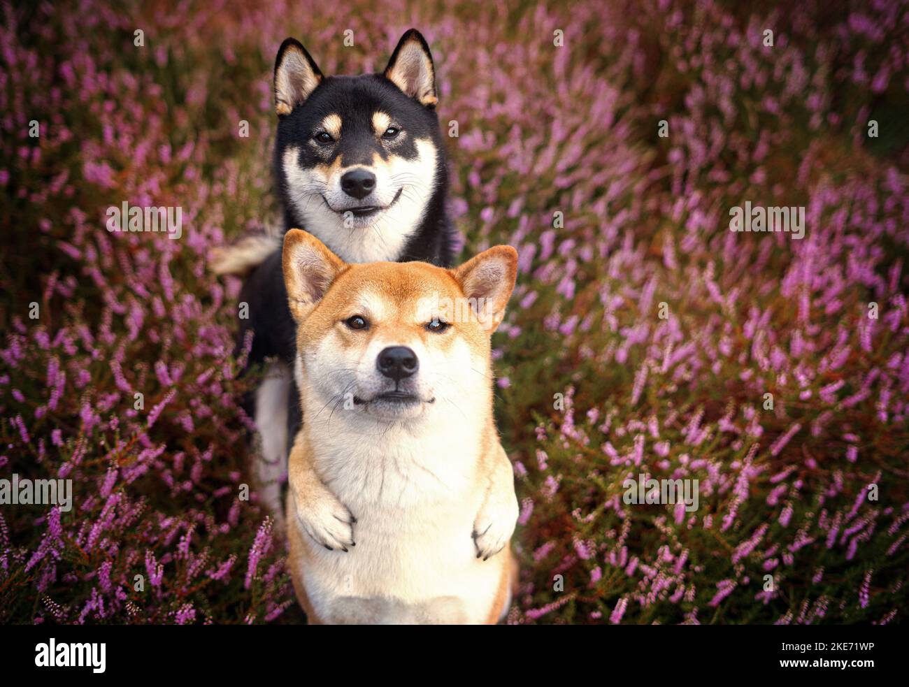 Smiling shiba inu hi-res stock photography and images - Alamy