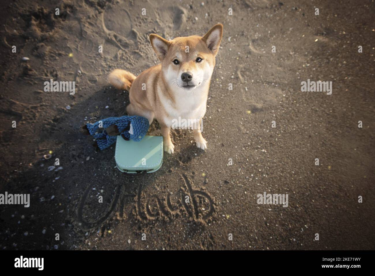 sitting Shiba Inu Stock Photo - Alamy