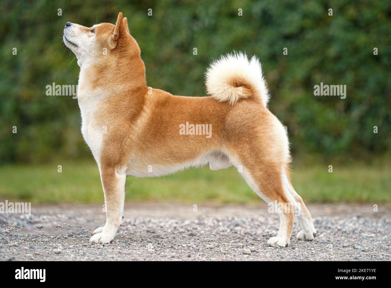 male Shiba Inu Stock Photo - Alamy