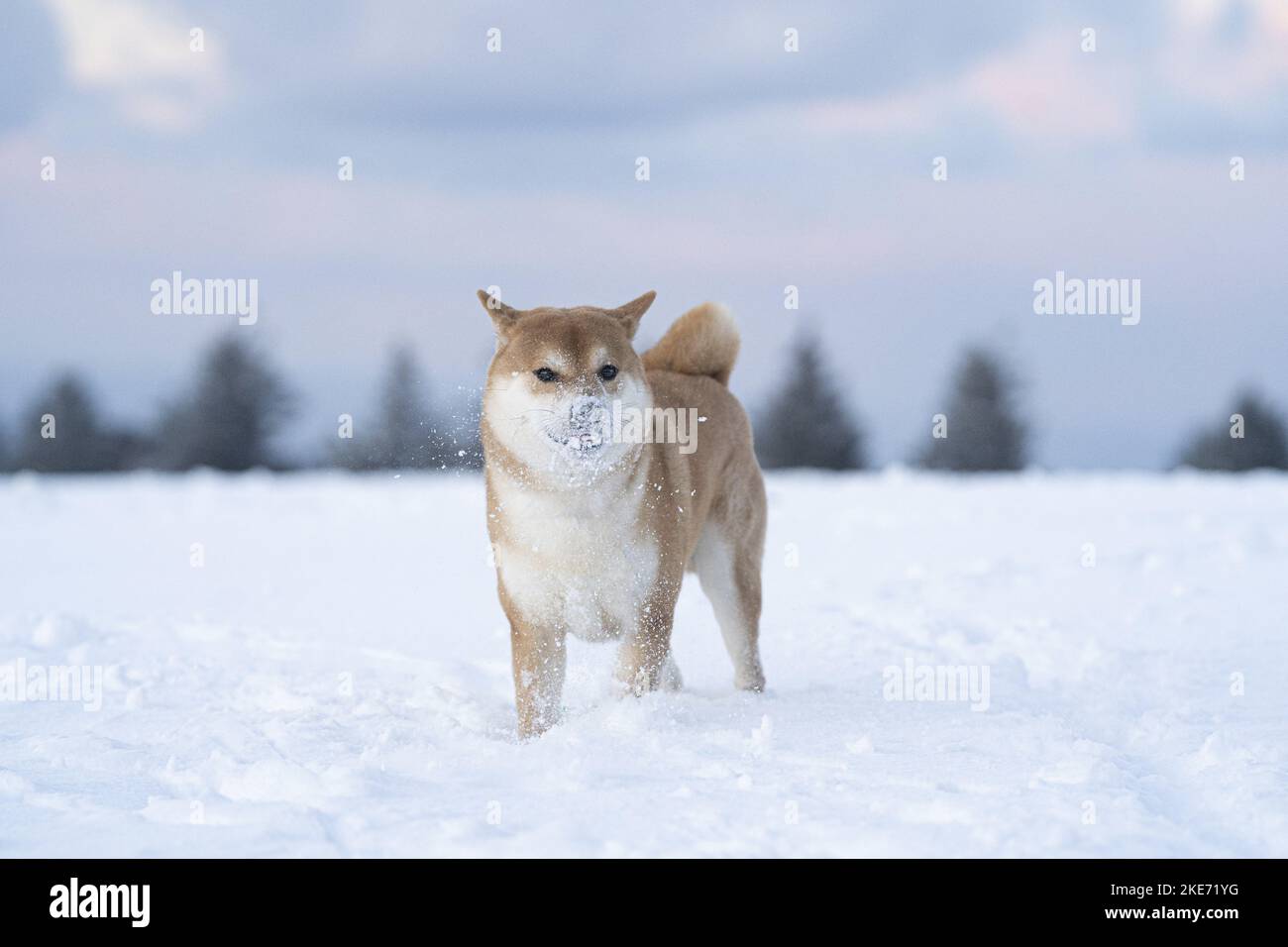 walking Shiba Inu Stock Photo - Alamy