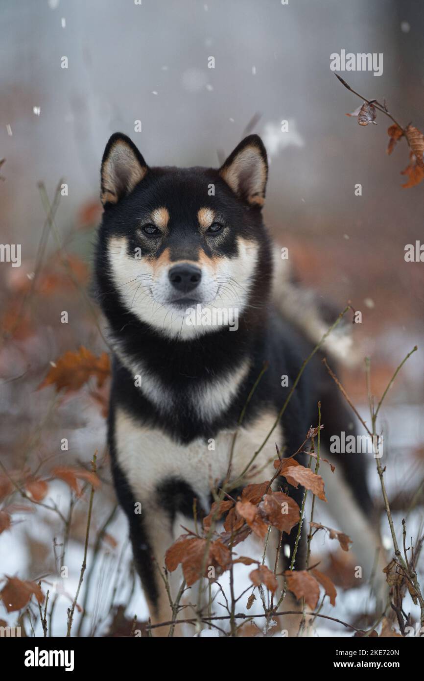 male Shiba Inu Stock Photo - Alamy