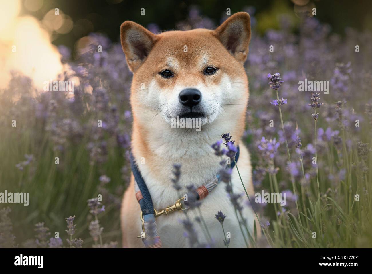 male Shiba Inu Stock Photo - Alamy