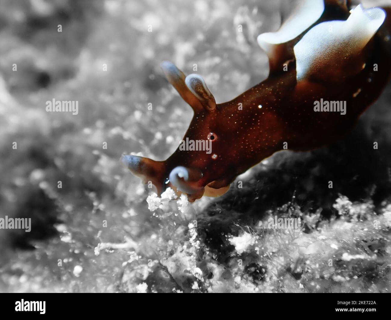 Dwarf sea hare hi-res stock photography and images - Alamy