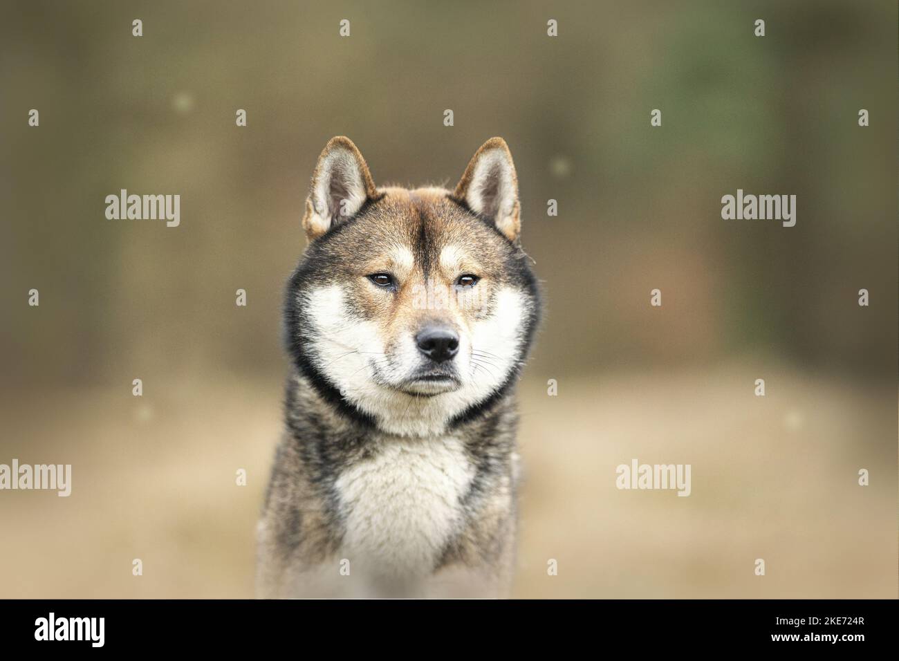 Shikokus hi-res stock photography and images - Alamy