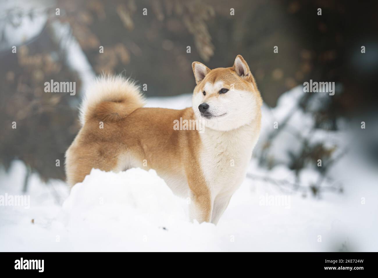 male Shiba Inu Stock Photo - Alamy