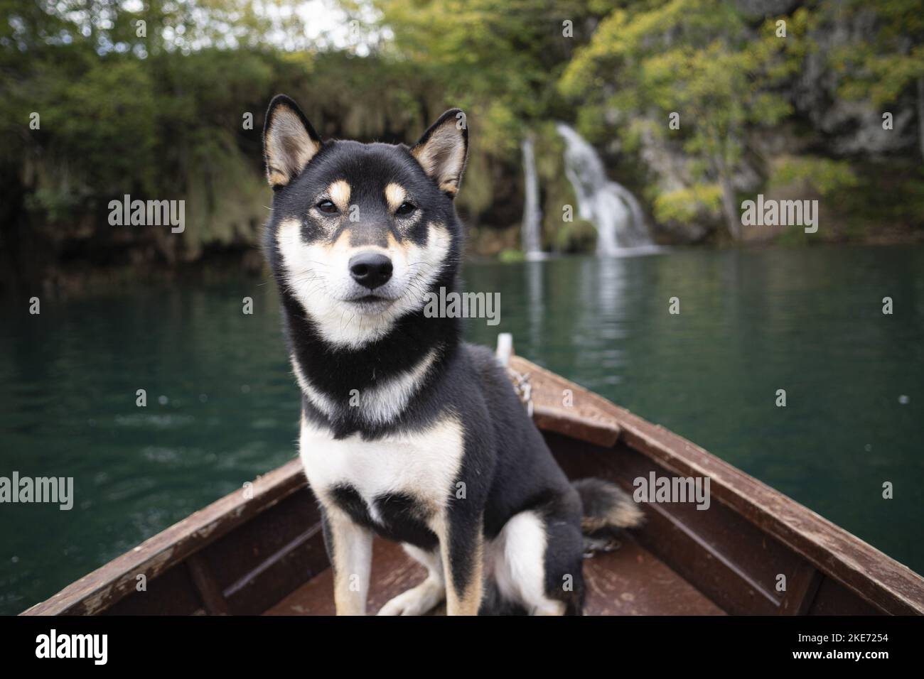 male Shiba Inu Stock Photo - Alamy