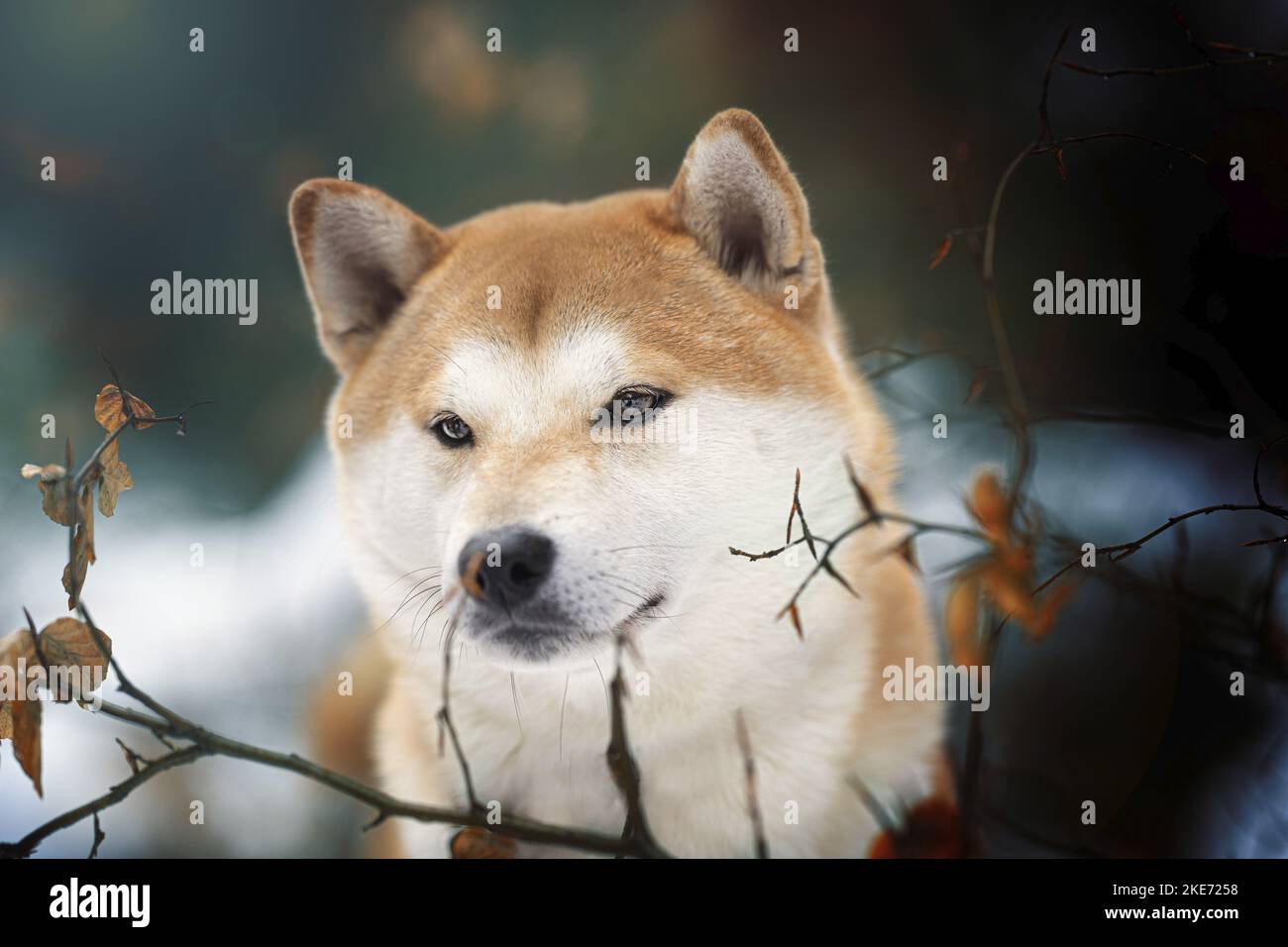 male Shiba Inu Stock Photo - Alamy