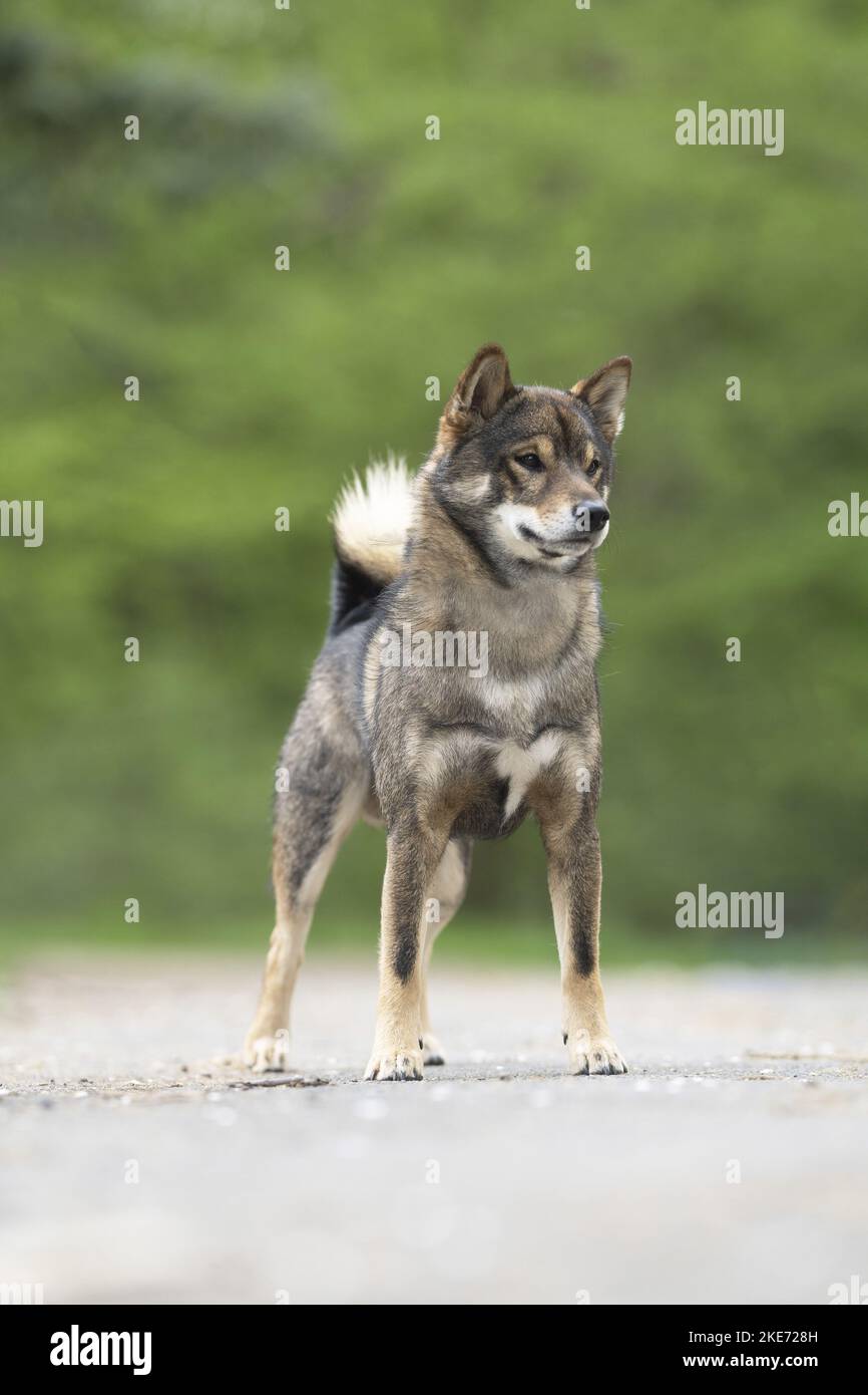 Shiba inu dog stands hi-res stock photography and images - Alamy