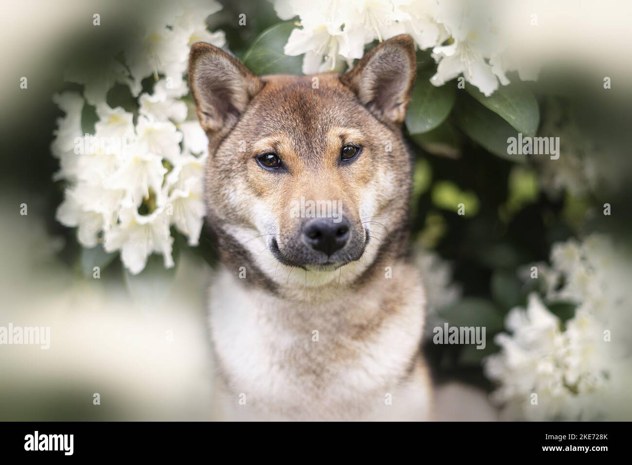 female Shiba Inu Stock Photo - Alamy