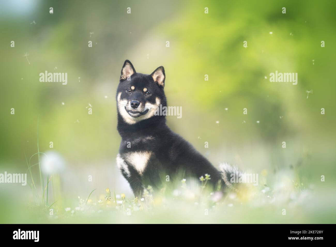 male Shiba Inu Stock Photo - Alamy