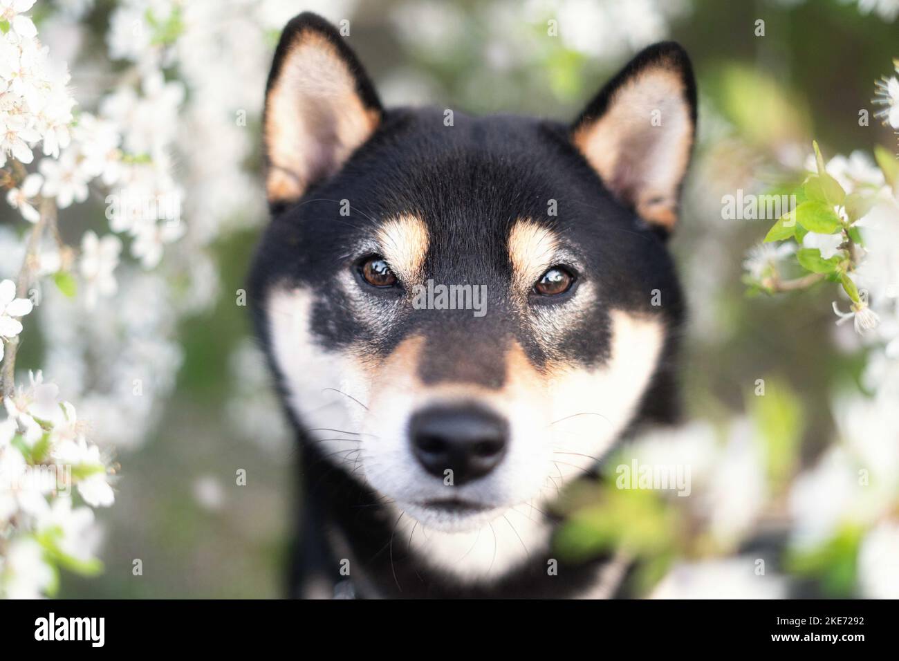 male Shiba Inu Stock Photo - Alamy