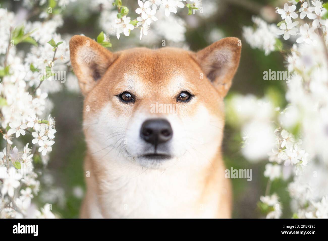 male Shiba Inu Stock Photo - Alamy