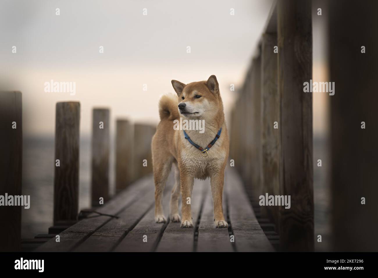 Shiba inu dog stands hi-res stock photography and images - Alamy