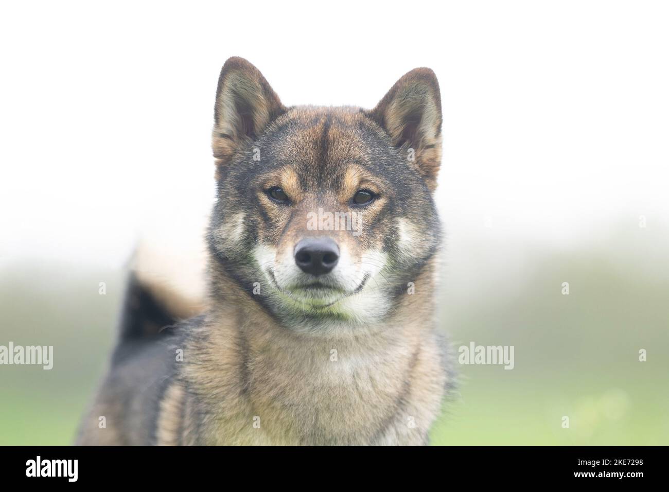 male Shiba Inu Stock Photo - Alamy