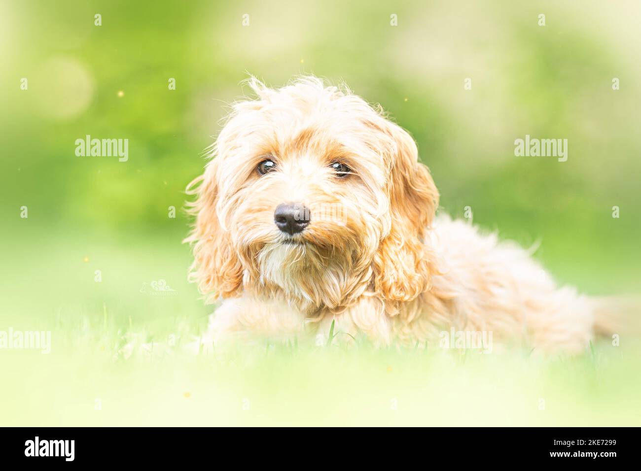 Beige cockapoo hi-res stock photography and images - Alamy