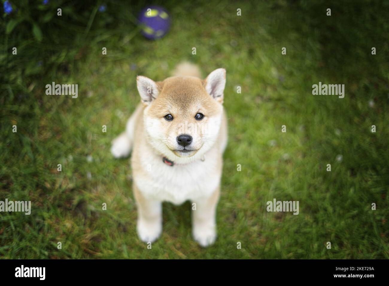 Shiba Inu Puppy Stock Photo - Alamy