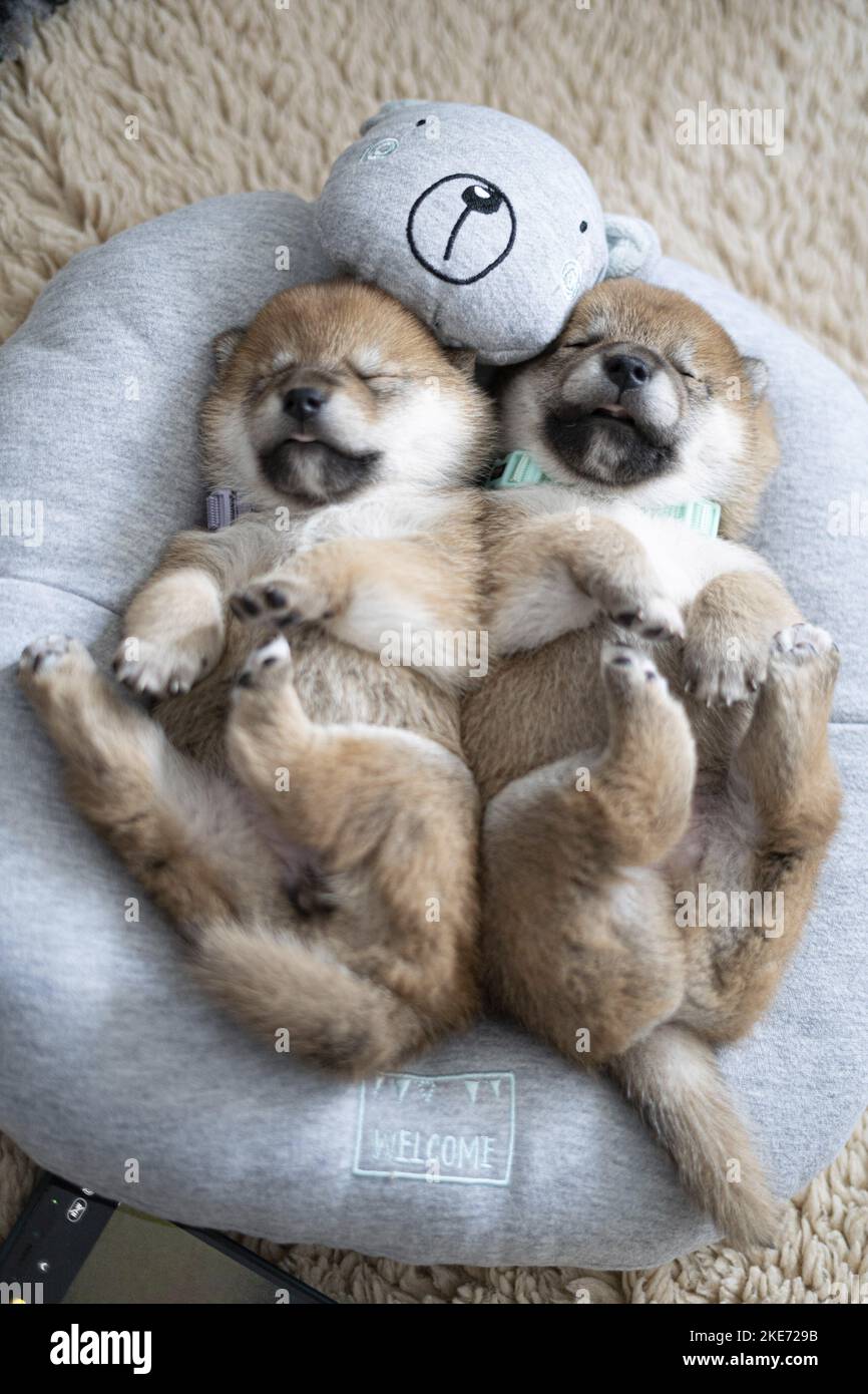Shiba Inu Puppies Stock Photo - Alamy