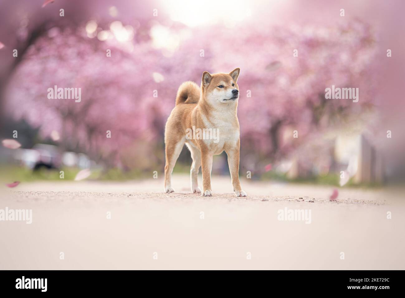 Shiba inu dog stands hi-res stock photography and images - Alamy