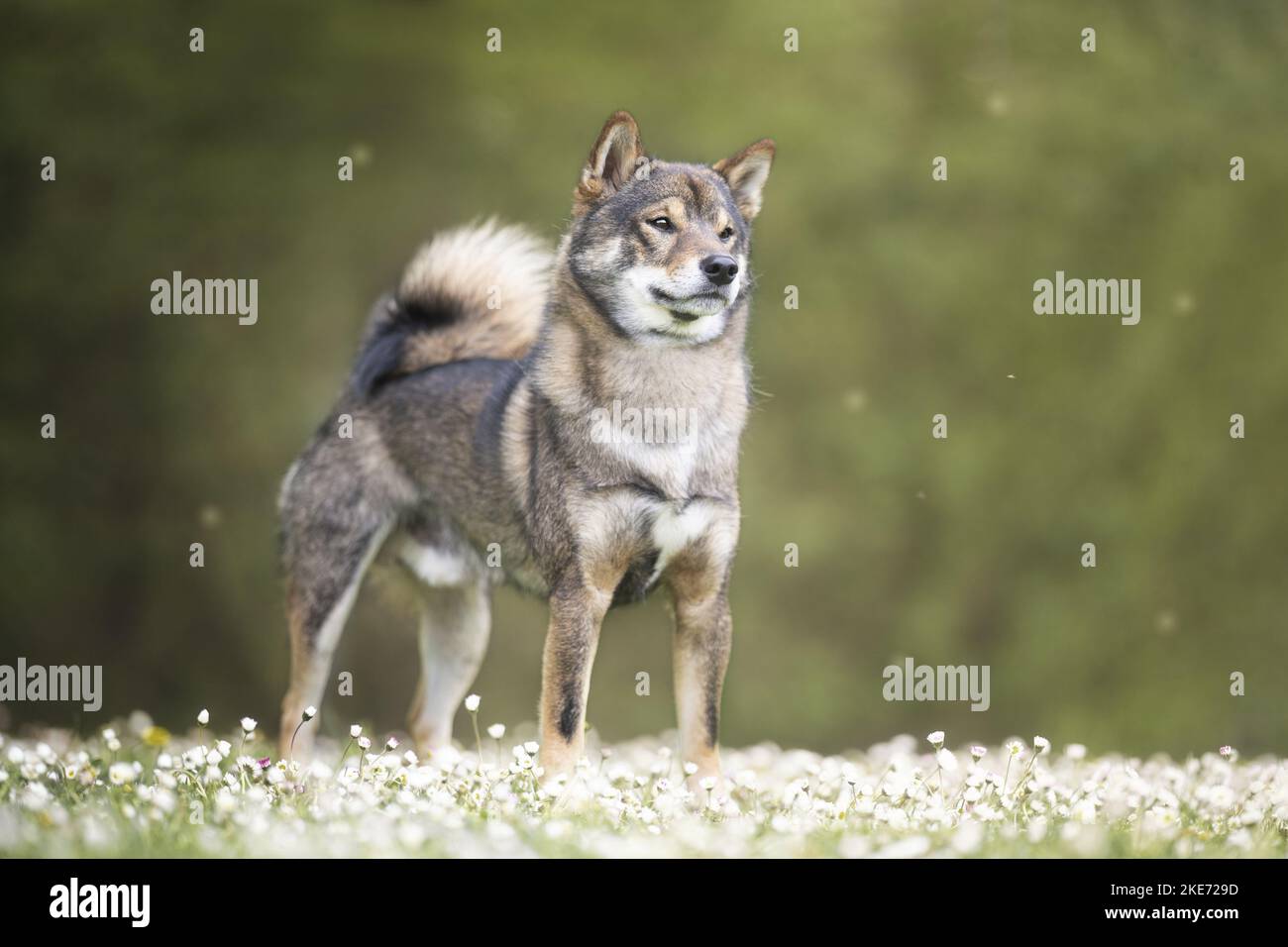 male Shiba Inu Stock Photo - Alamy