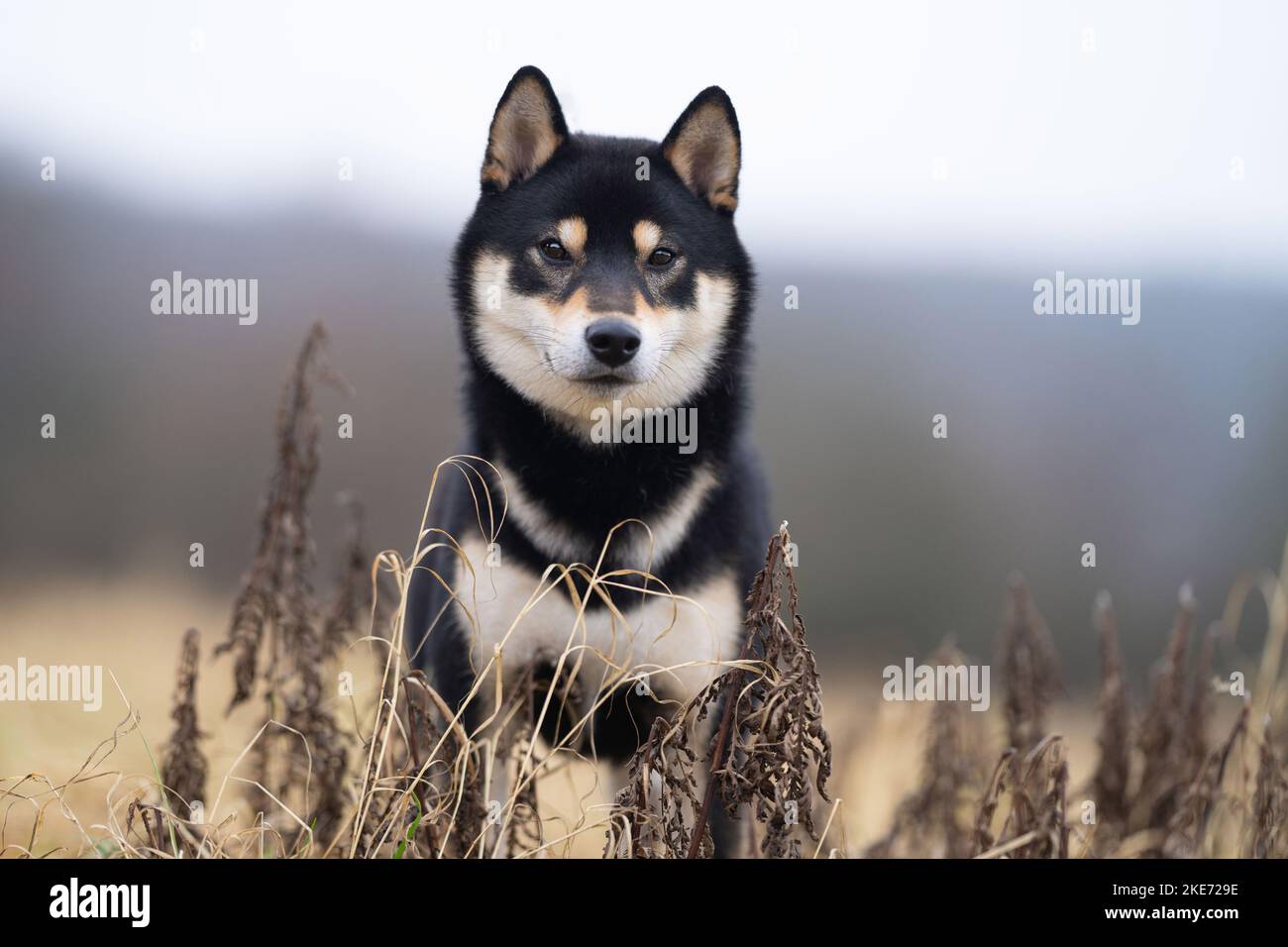 male Shiba Inu Stock Photo - Alamy