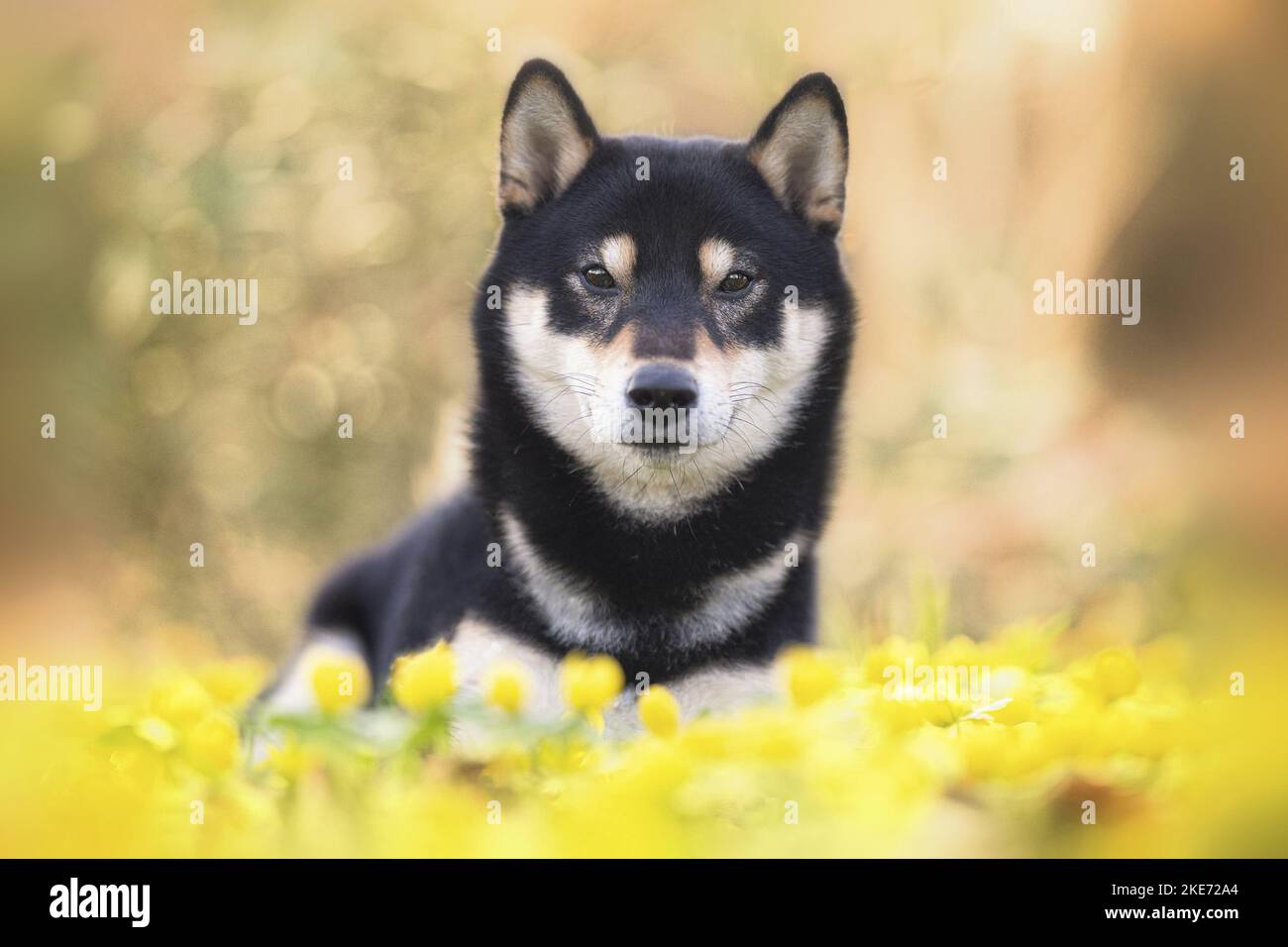 male Shiba Inu Stock Photo - Alamy