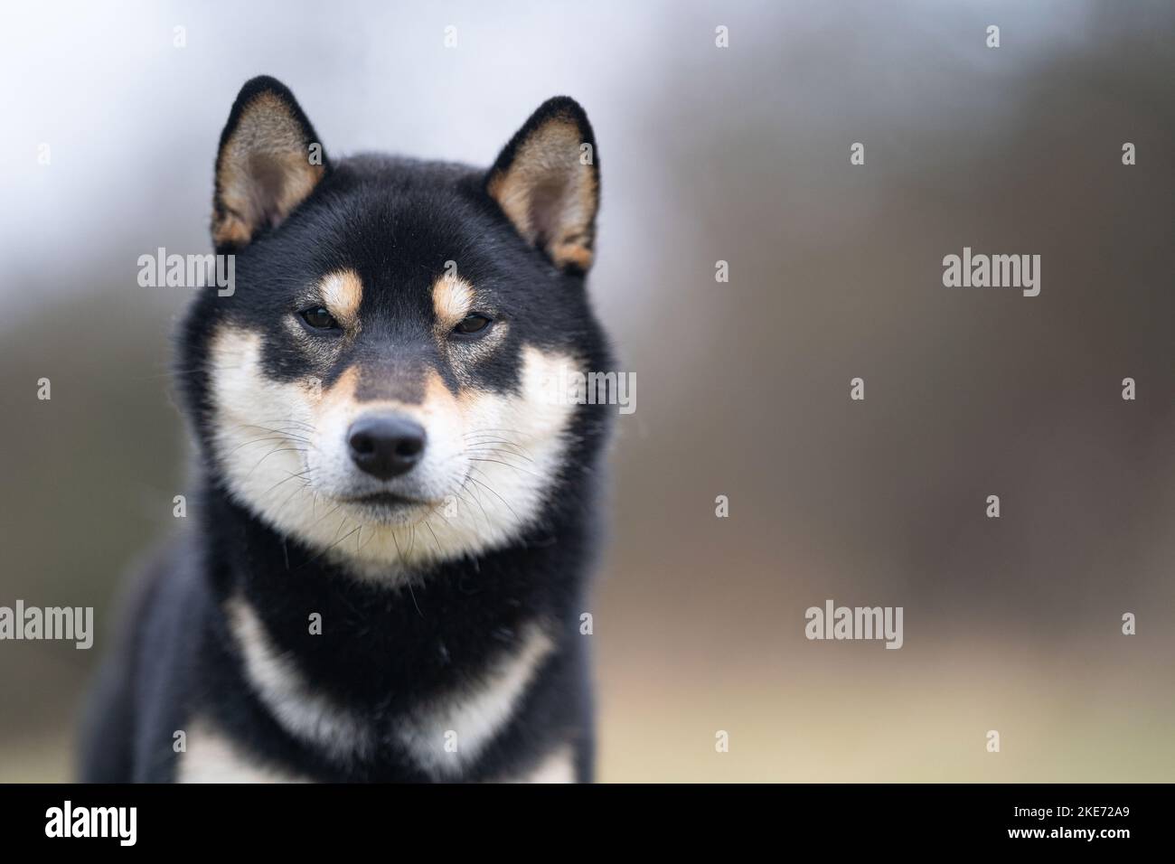 male Shiba Inu Stock Photo - Alamy