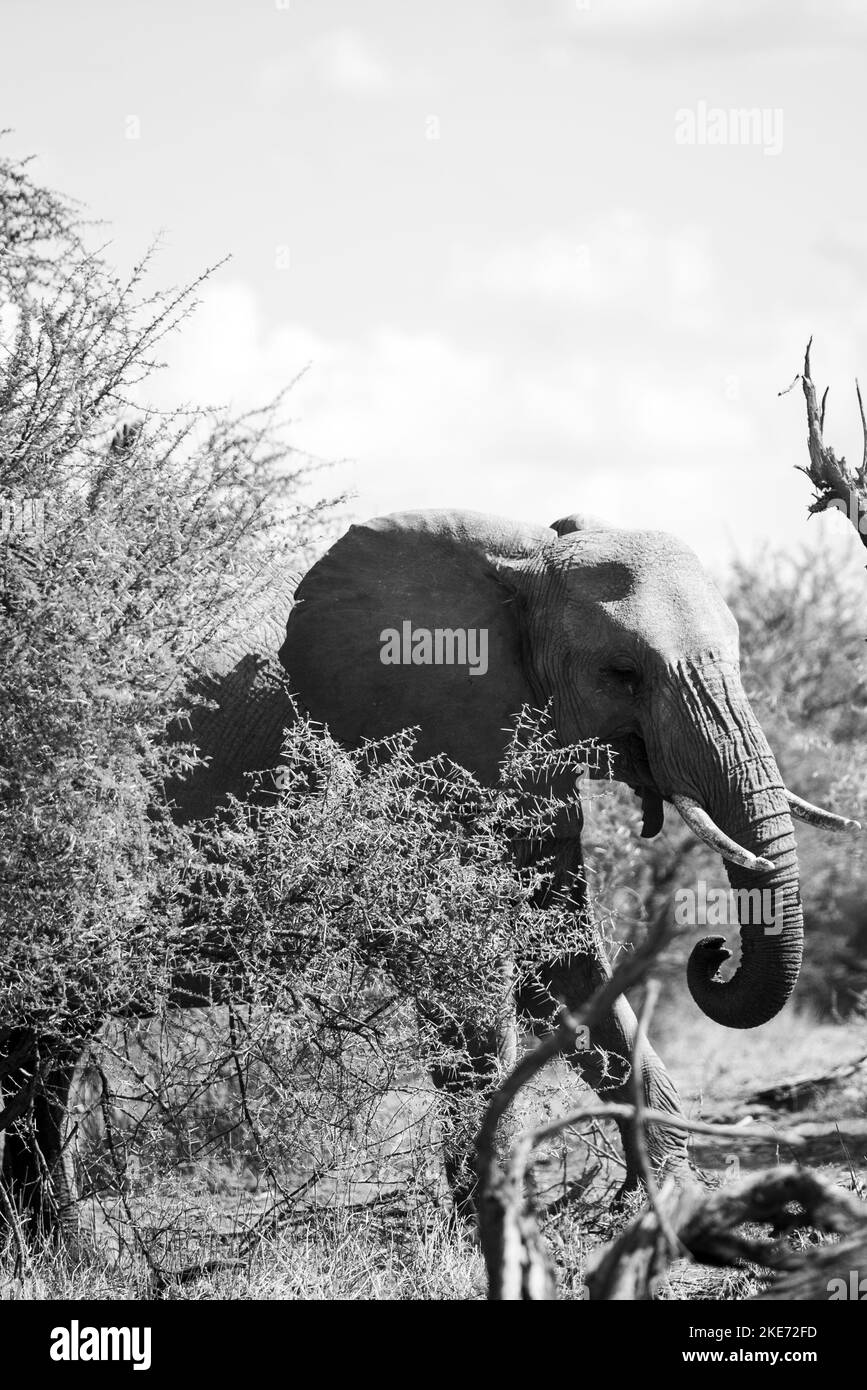 A vertical greyscale shot of an elephant in its natural habitat Stock ...