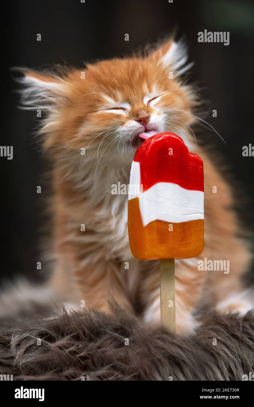 German Longhair kitten Stock Photo - Alamy