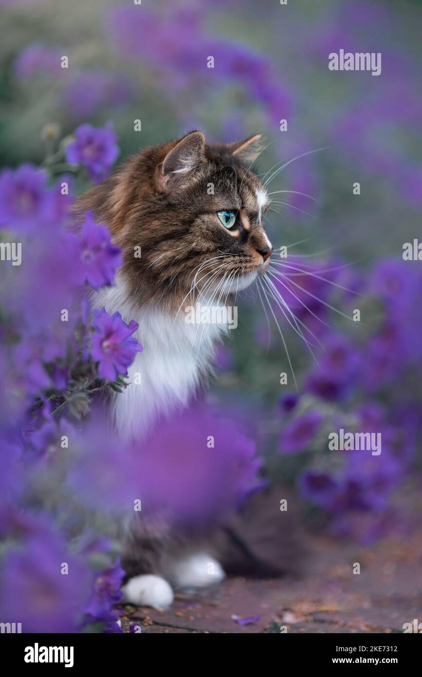Norwegian forest cat in front of flowers Stock Photo - Alamy