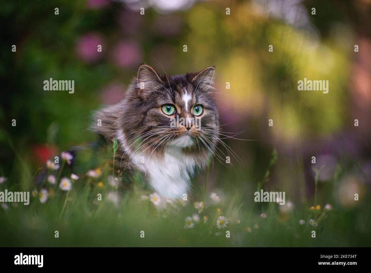 Norwegian forest cat in front of flowers Stock Photo - Alamy