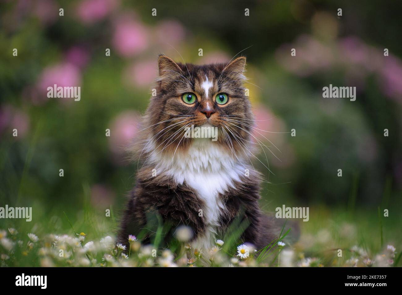 Norwegian forest cat in front of flowers Stock Photo - Alamy