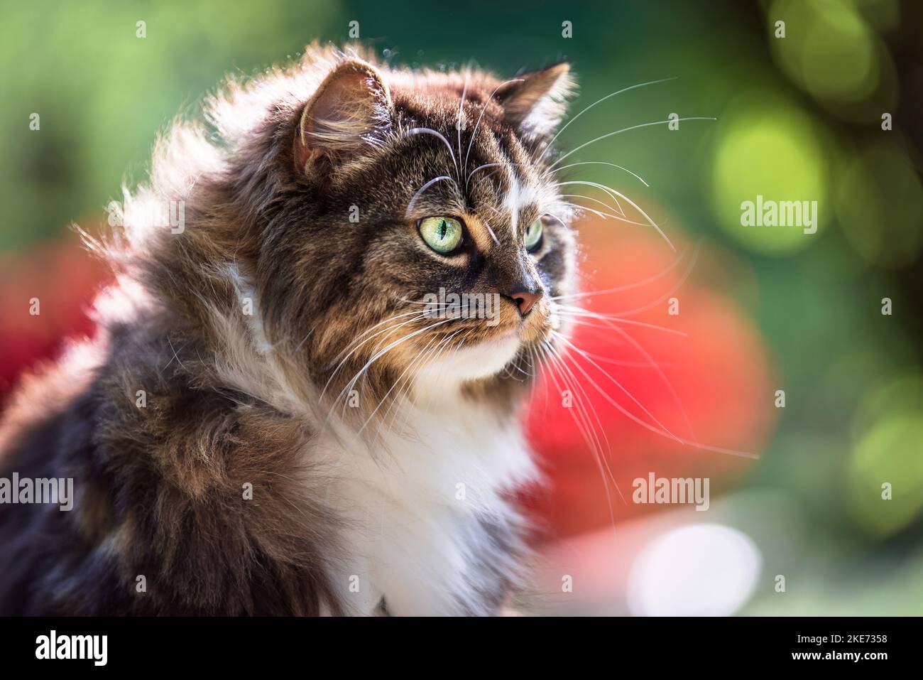 Norwegian forest cat in front of flowers Stock Photo - Alamy