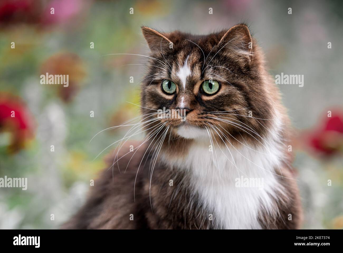 Norwegian forest cat in front of flowers Stock Photo - Alamy