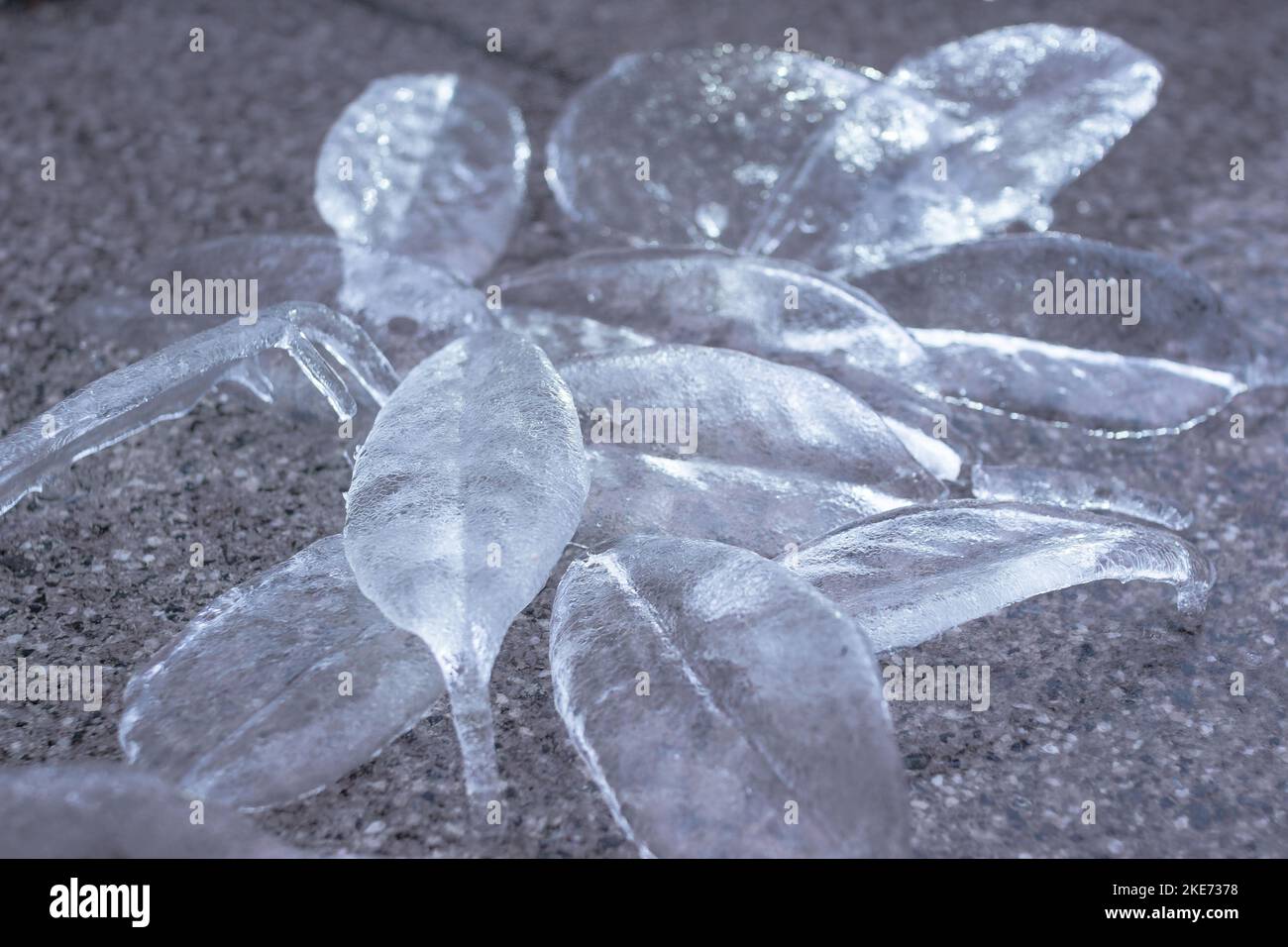 Eisblaetter Eisskulptur Eislaub Eisfigur - Ice Leaves Ice Sculpture Ice Leaves Ice Figure Stock ...