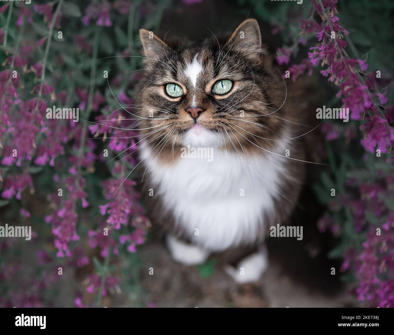 Norwegian forest cat in front of flowers Stock Photo - Alamy