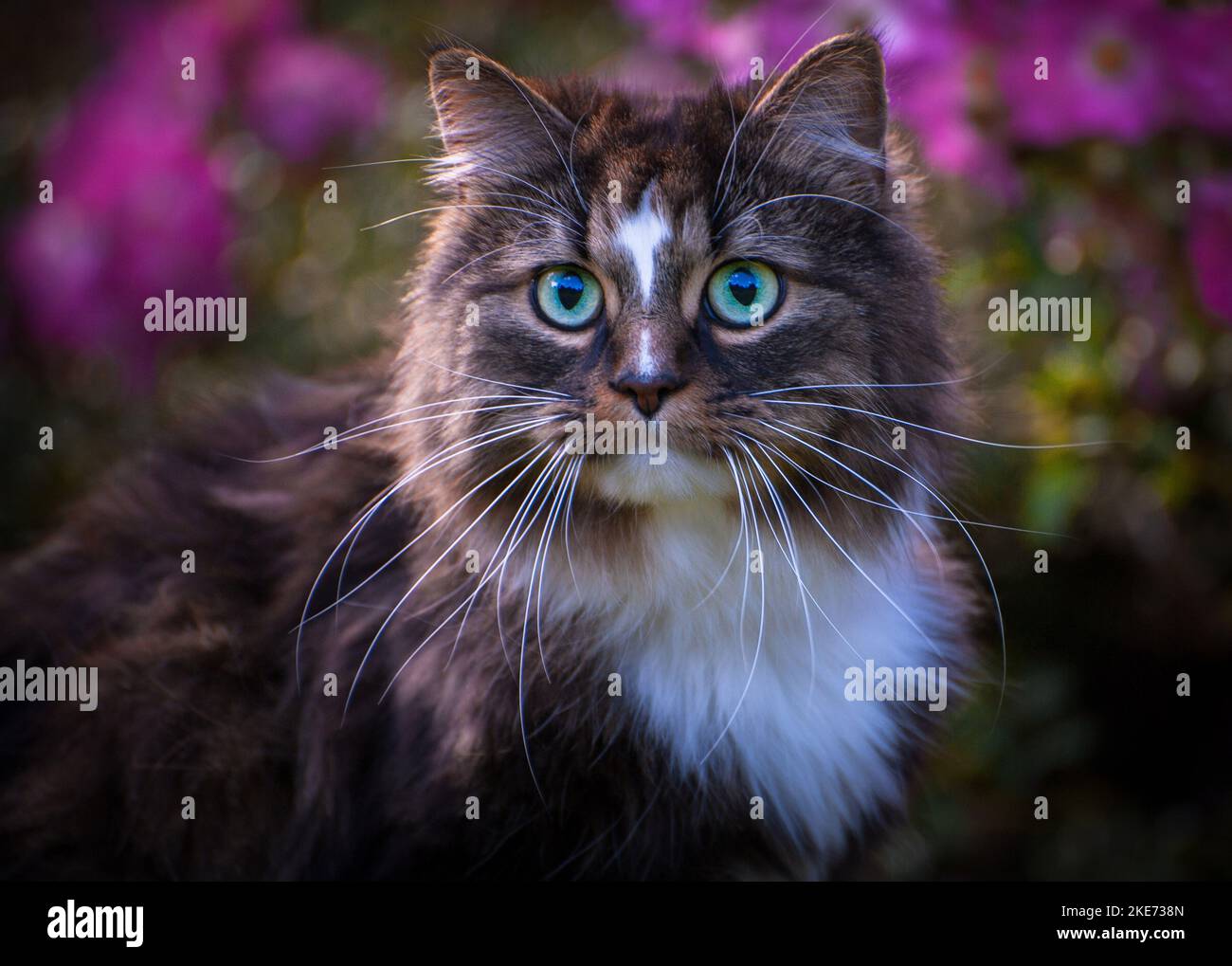 Norwegian forest cat in front of flowers Stock Photo - Alamy