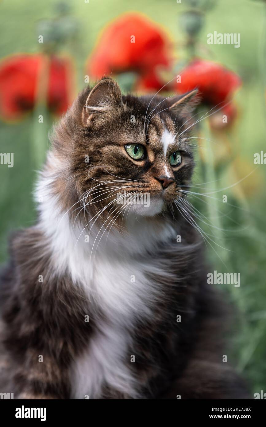 Norwegian forest cat in front of flowers Stock Photo - Alamy