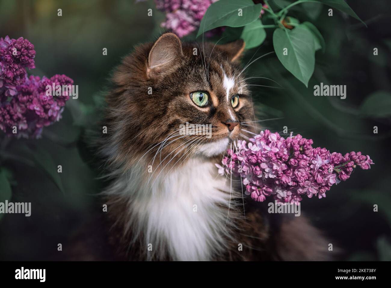 Norwegian forest cat in front of flowers Stock Photo - Alamy