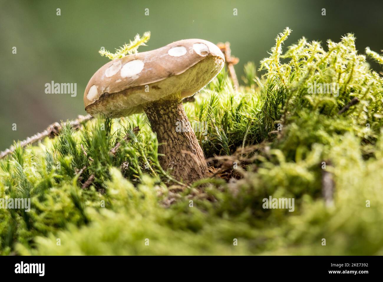 Waldpilz Pilz am moosbedeckten Waldboden - Forest fungus fungus on the ...