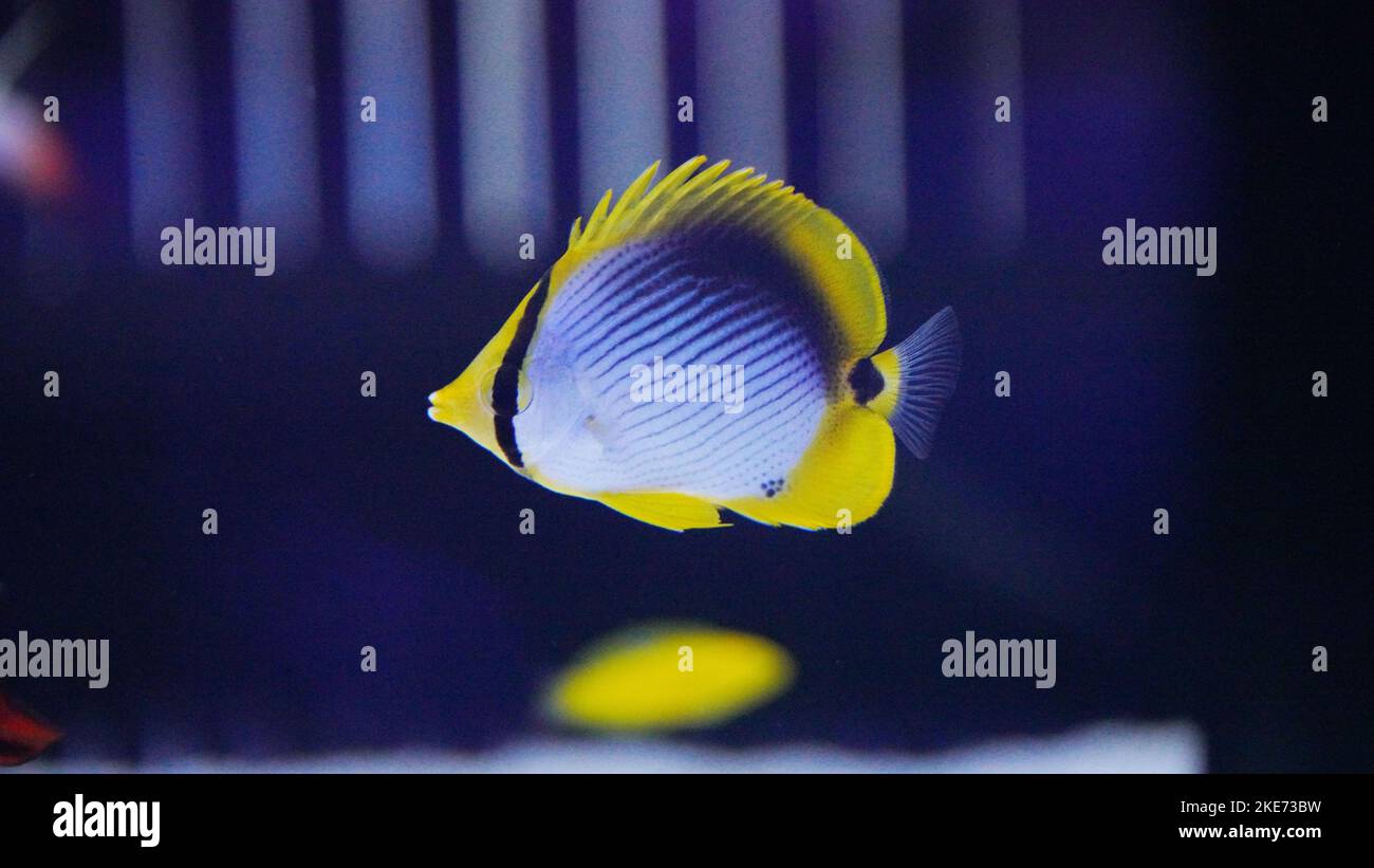 It is widespread through the Indo-Pacific area from the Red Sea and ...