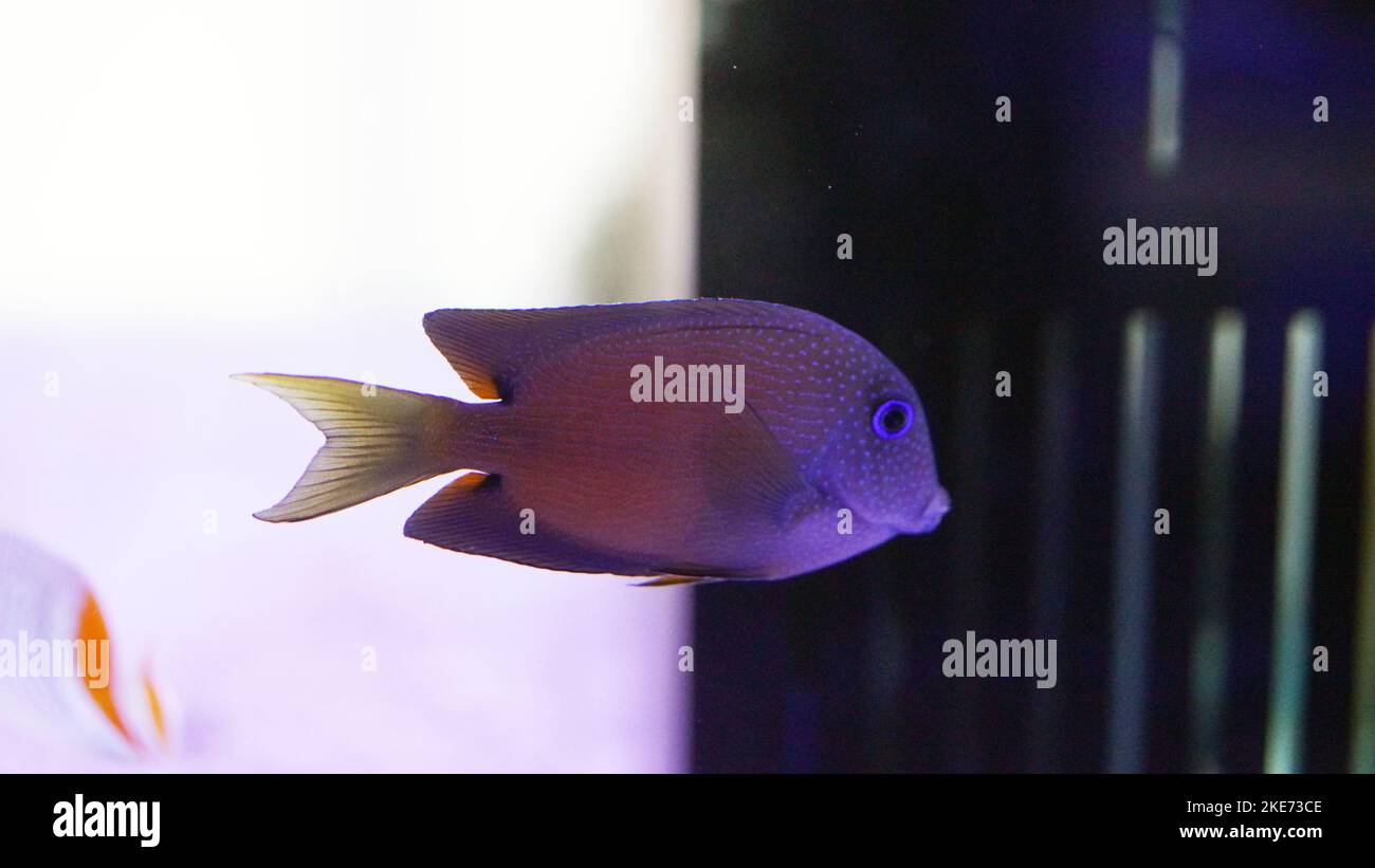 Herbivore reef fish hi-res stock photography and images - Alamy