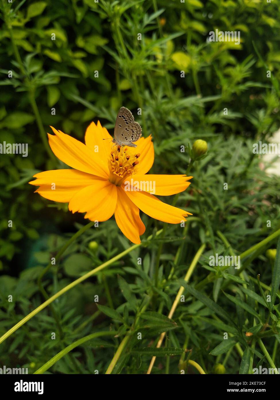 Luthrodes pandava sitting on the flower of Sulfur cosmos. Luthrodes ...