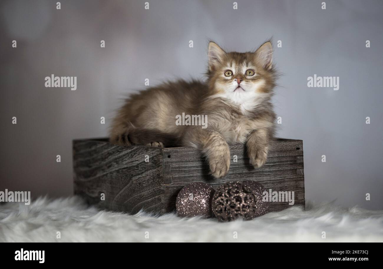 German Longhair Kitten Stock Photo - Alamy