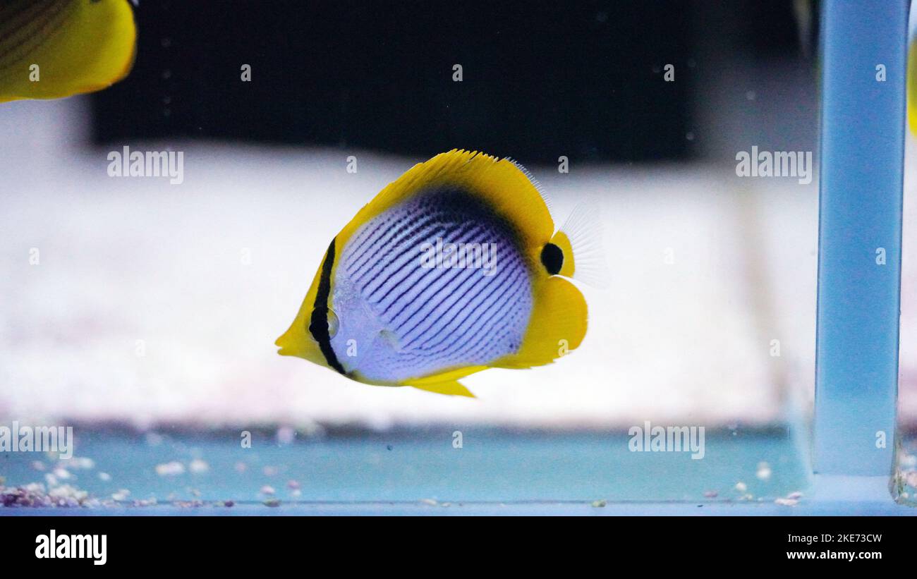 It is widespread through the Indo-Pacific area from the Red Sea and ...