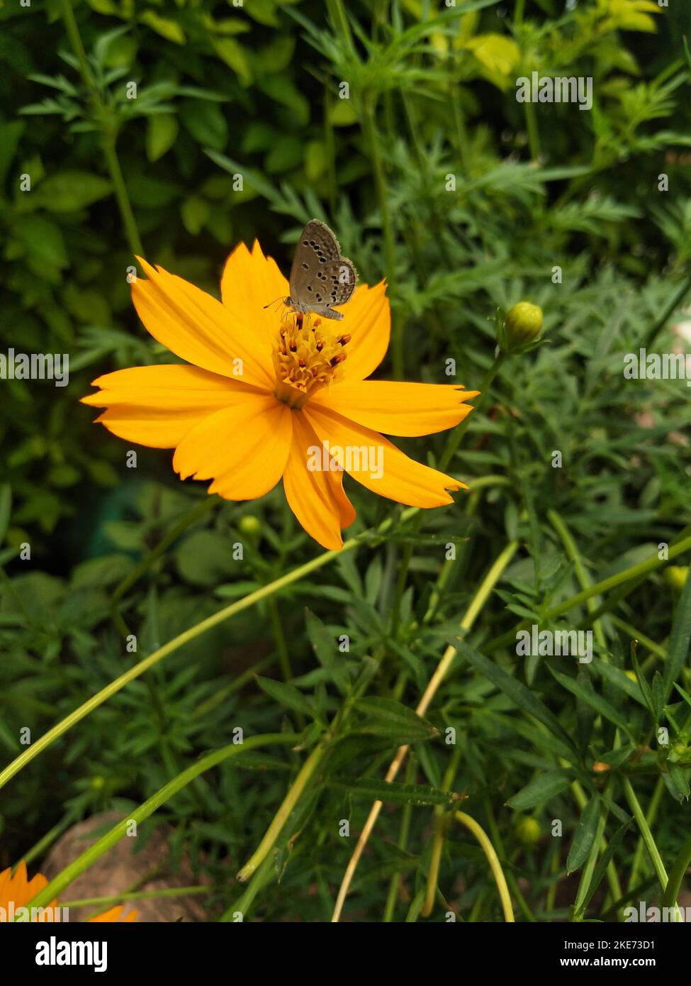 Luthrodes pandava sitting on the flower of Sulfur cosmos. Luthrodes ...