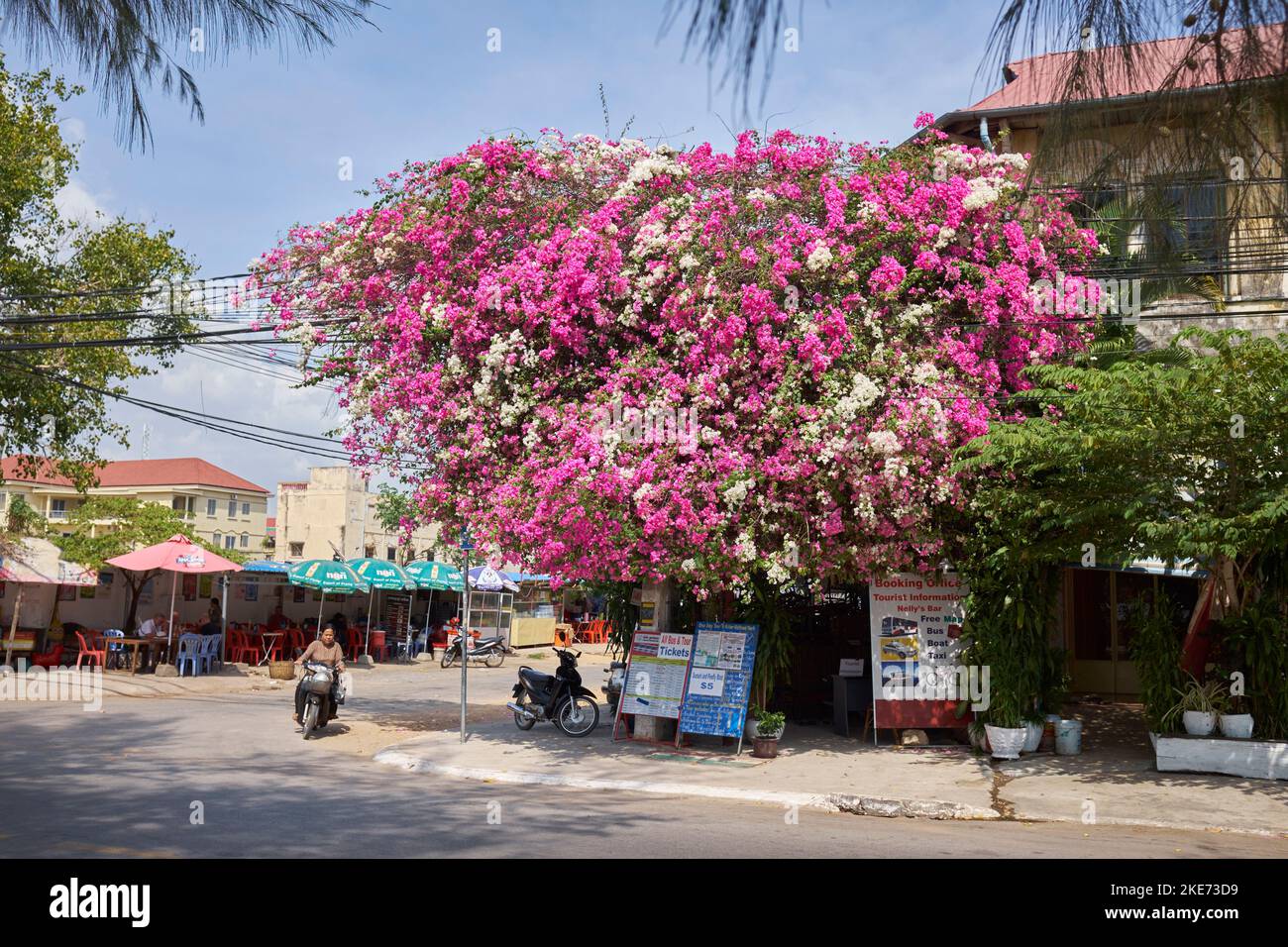 Colourful Tree Flora along the Riverside in Phnom Penh Cambodia Stock ...
