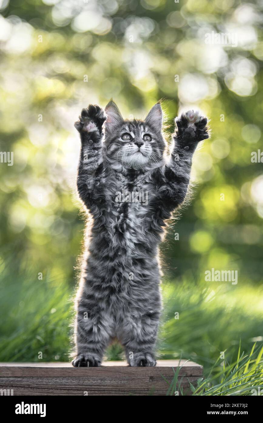standing Maine Coon Kitten Stock Photo - Alamy
